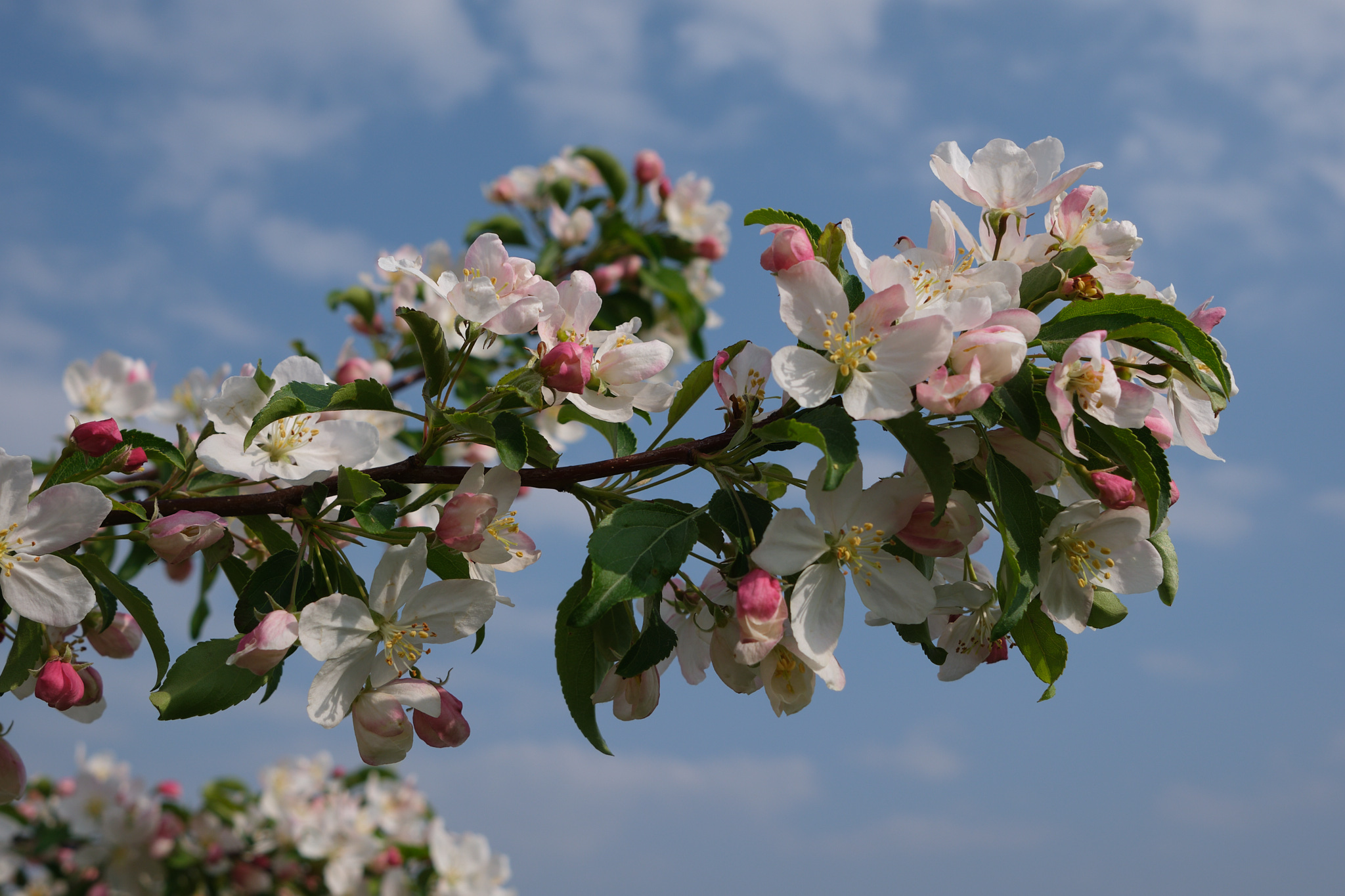 Tim Abramowitz #3 – THE BRENTON ARBORETUM